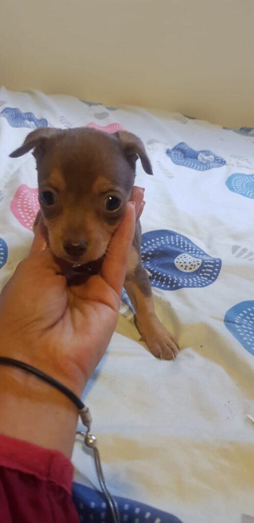 Pincher Mini – Cachorros de Colombia